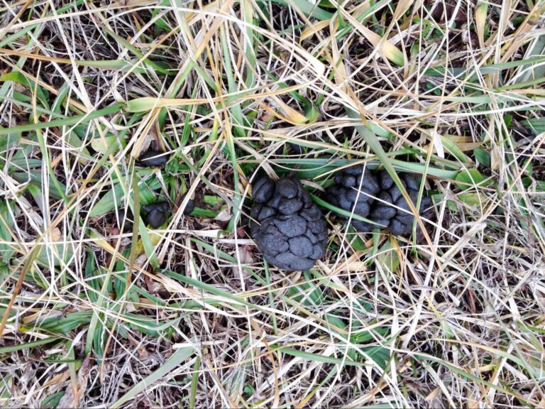 Backyard Animal Poop Identification Guide (With Photos)