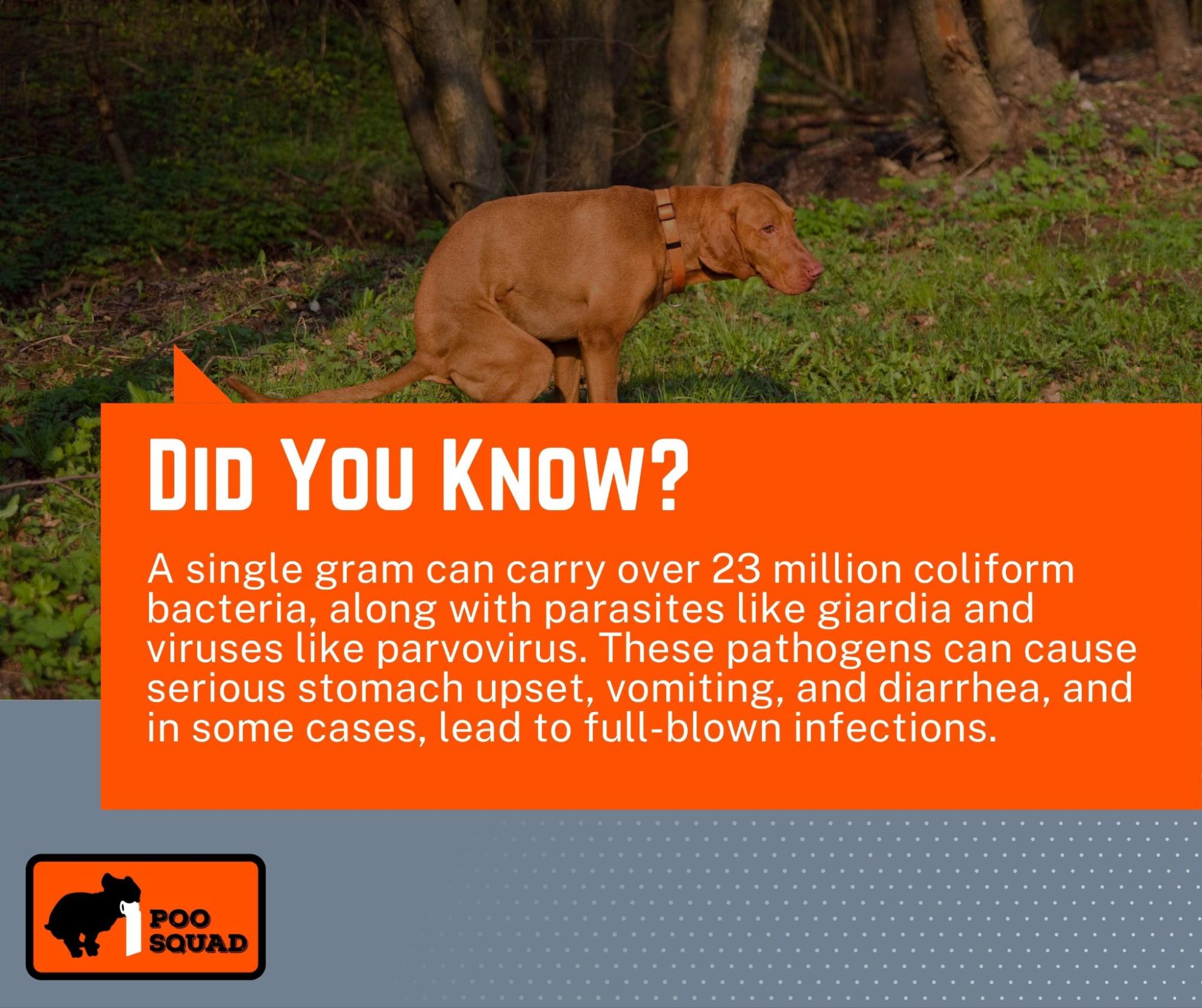 How to Dispose of Dog Poop Safely and Legally