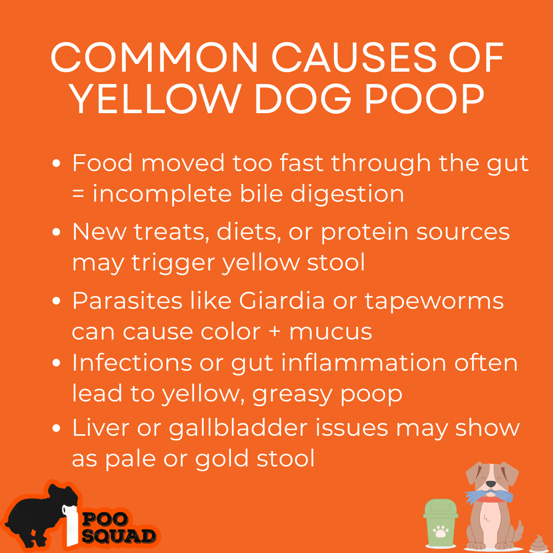 Why Your Dog's Poop Is Yellow and When It’s a Problem
