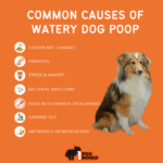 Watery Dog Poop? Causes, Fixes & When to Call the Vet