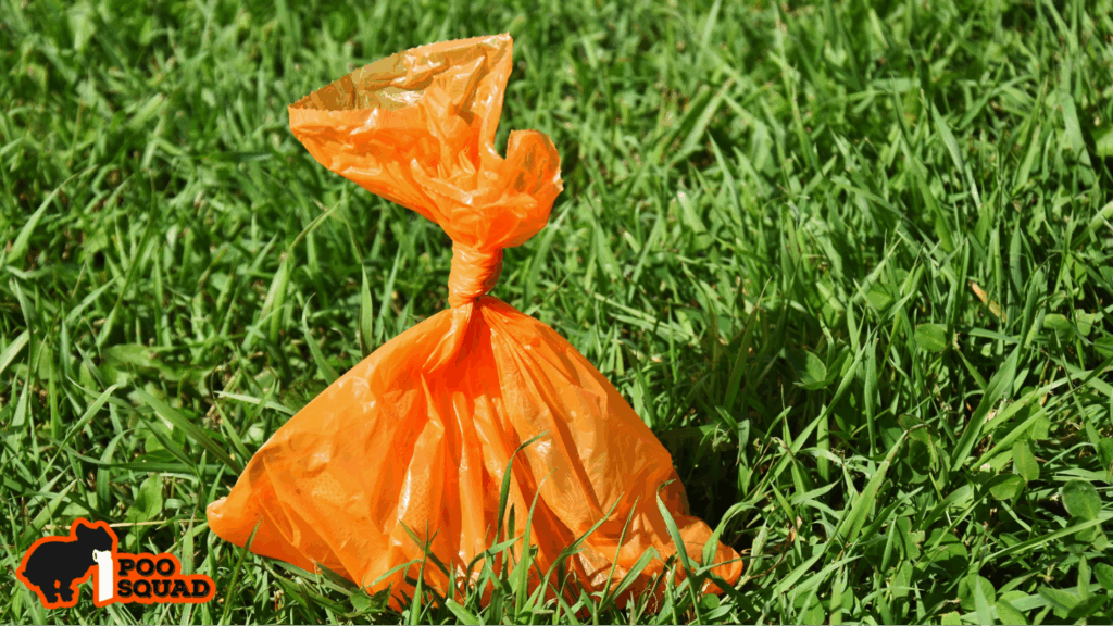 Why Is My Dog’s Poop Orange? Causes & Next Steps - Poo Squad