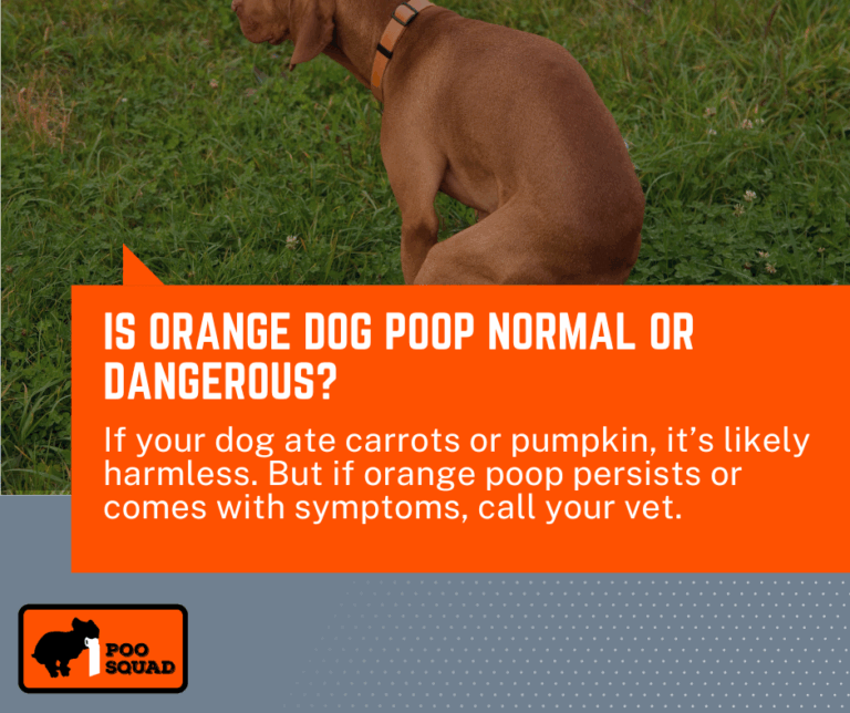 Why Is My Dog’s Poop Orange? Causes & Next Steps - Poo Squad