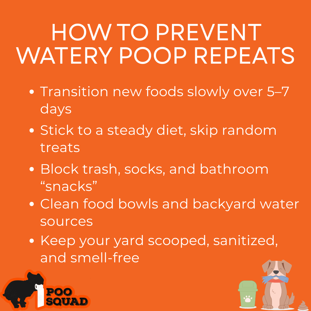 Watery Dog Poop? Causes, Fixes & When to Call the Vet