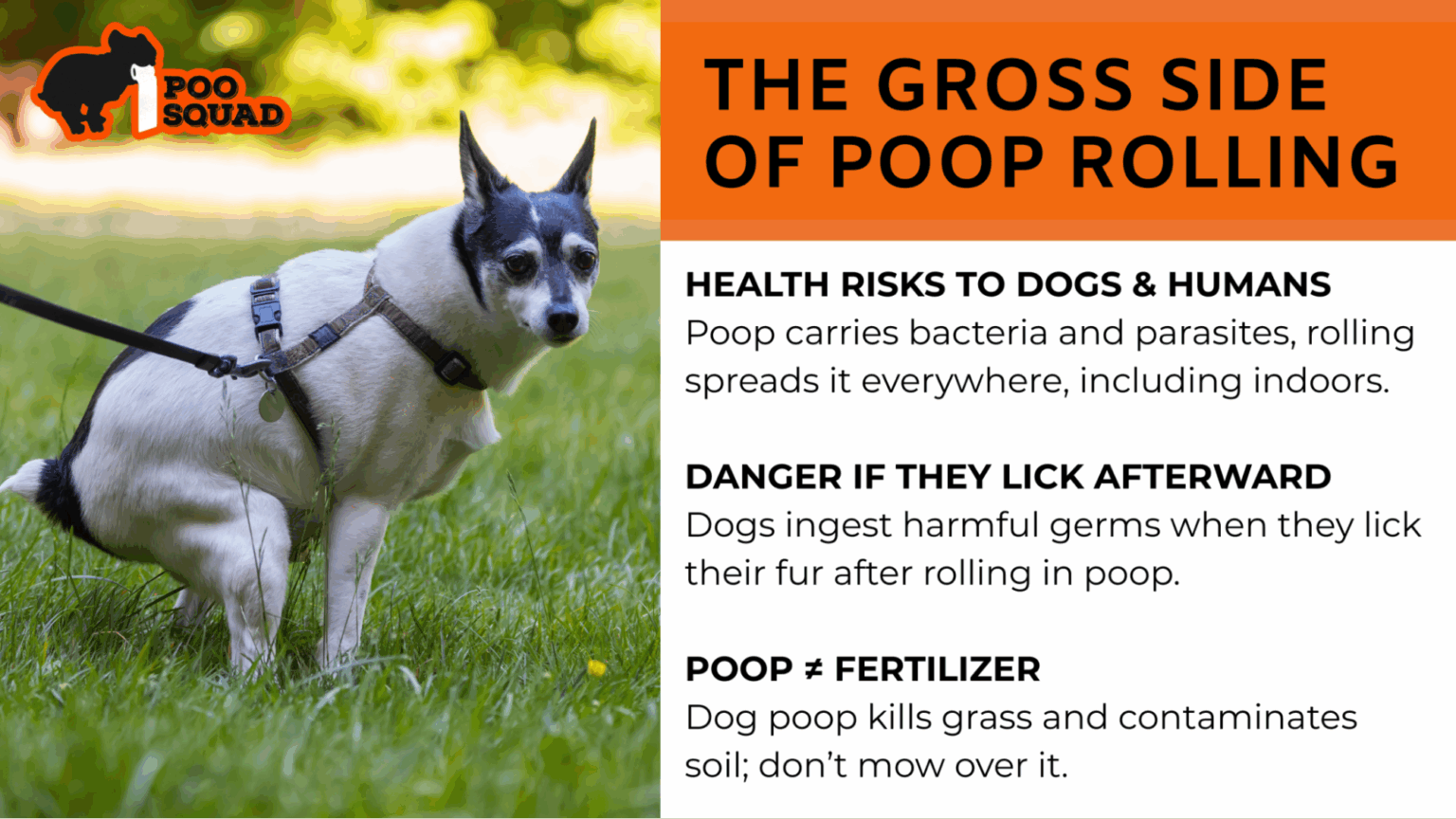 Why Dogs Roll in Poop: 7 Ways to Stop It