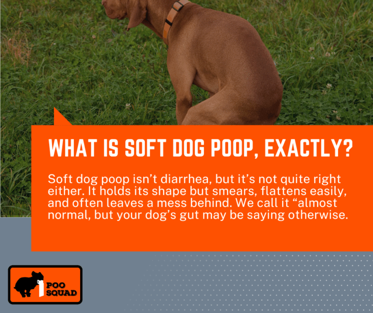 Why Your Dog’s Poop Is Always Soft, But Not Diarrhea