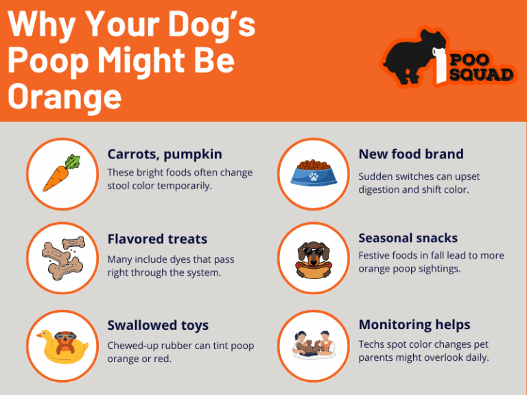 Why Is My Dog’s Poop Orange? Causes & Next Steps - Poo Squad