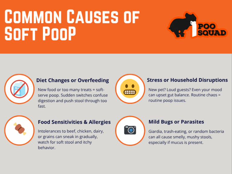 Why Your Dog’s Poop Is Always Soft, But Not Diarrhea