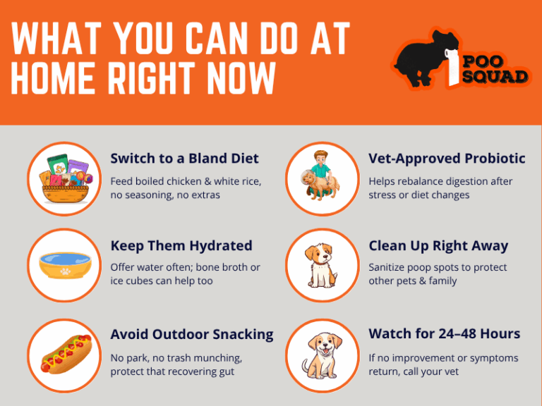 Watery Dog Poop? Causes, Fixes & When to Call the Vet