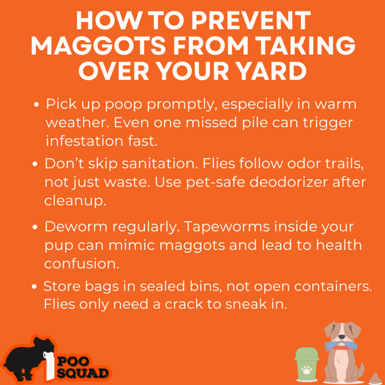 Maggots in Dog Poop? What It Means and How to Stop It