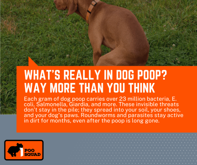 How Much Bacteria Is in Dog Poop? Health Risks & Safety